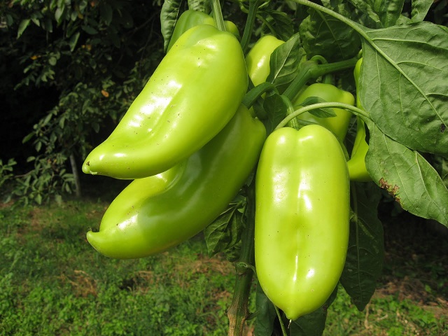 Paprika “ Belo Uvo „