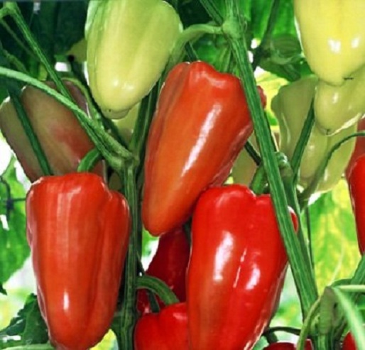 Paprika “ Devetka „