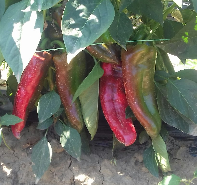 Paprika “ Jesenka “ najdugotrajnija sorta „