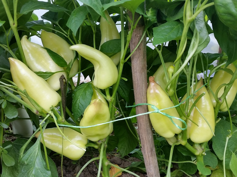 Paprika “ Mačvanka „