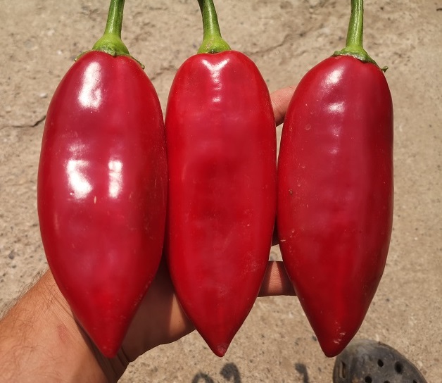 Paprika “ Makedonka “ Odlična Ajvarska