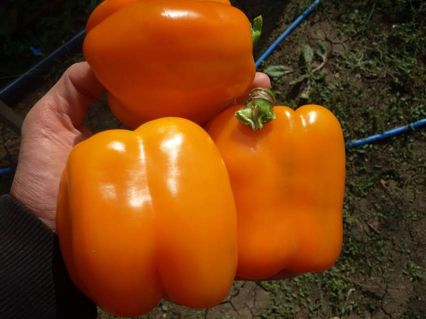 Paprika “ Narandžasta babura“ Domaća