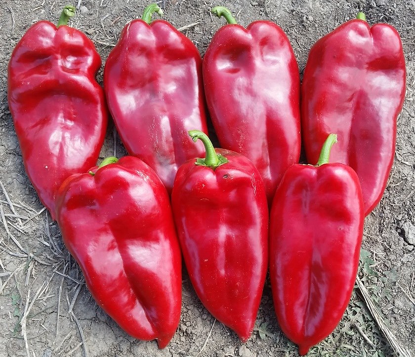 Paprika “ Pomoravska Kurtovka“