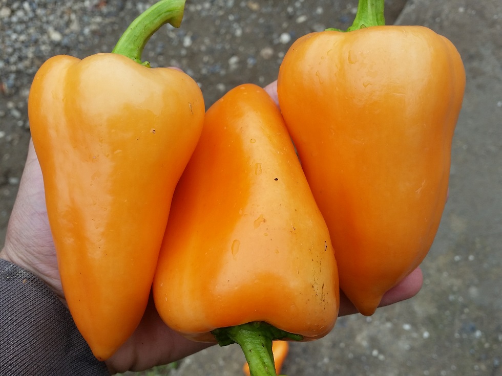 Paprika “ Slatka Somborka „