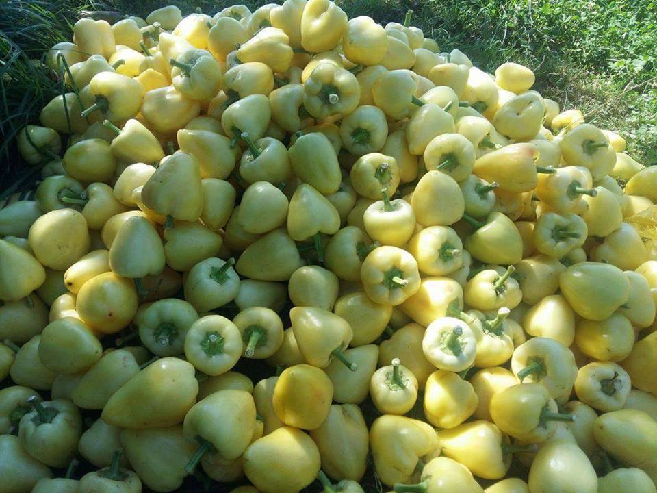 Paprika “ Somborka „