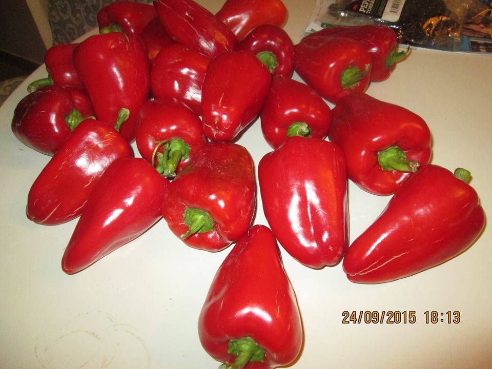 Paprika “ Vrapčanka “ ( autohtona )