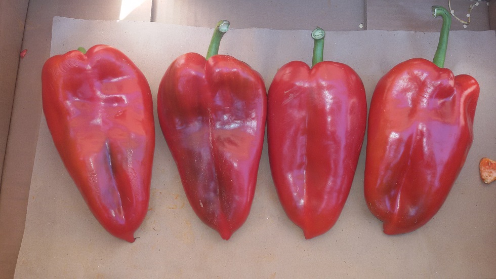 Paprika Slonovo Uvo