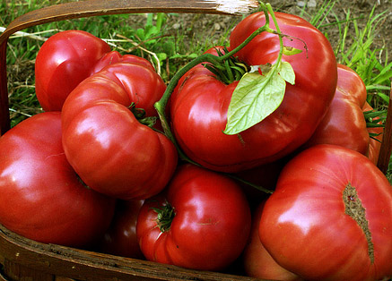 Paradajz “ Brandywine Tomato “ iz 1885 G