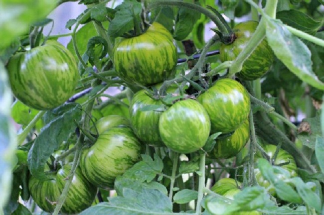 Paradajz “ Green Zebra Tomato „