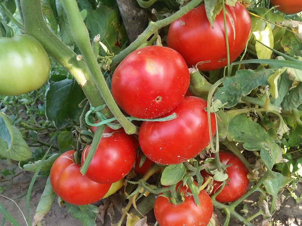 Paradajz “ Marmande „