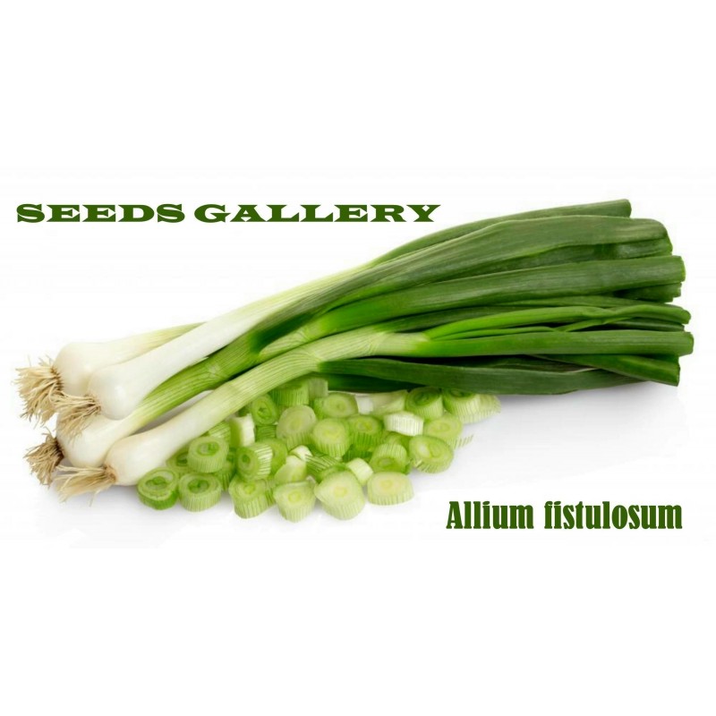 Aljma - Zimski Luk Seme (Allium Fistulosum)