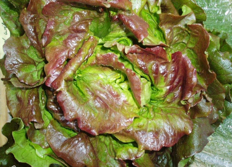 Salata “ Canasta „