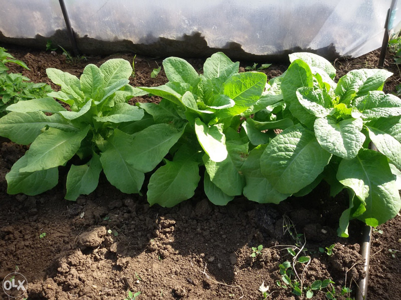 Salata “ Stablašica „