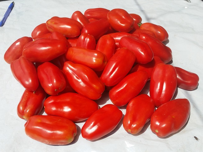 San Marzano