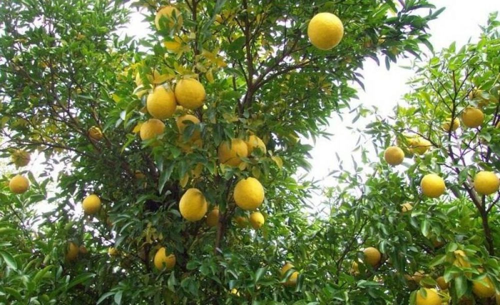 Sibirski limun Sadnice