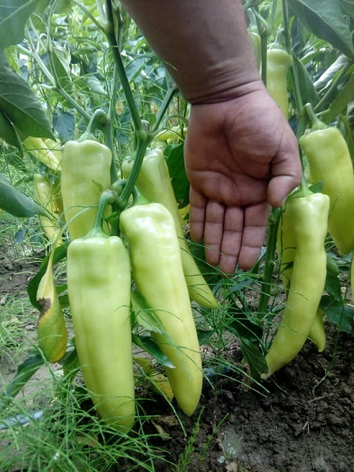 Varaždinska Bela Paprika