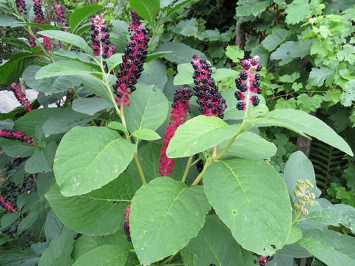 Vinobojka “ Phytolacca americana „