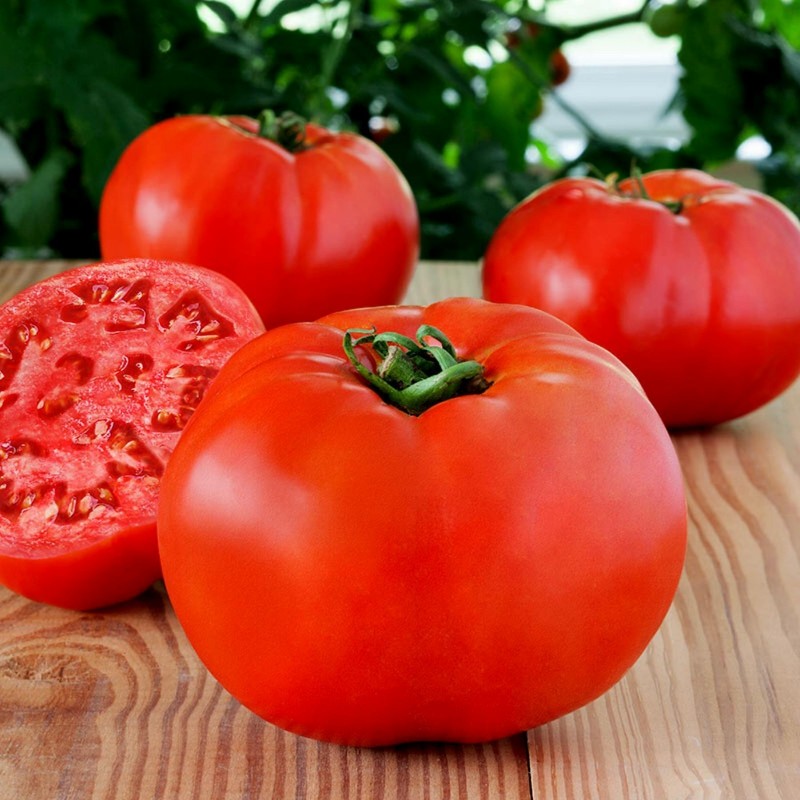 Seme paradajza Profit F1