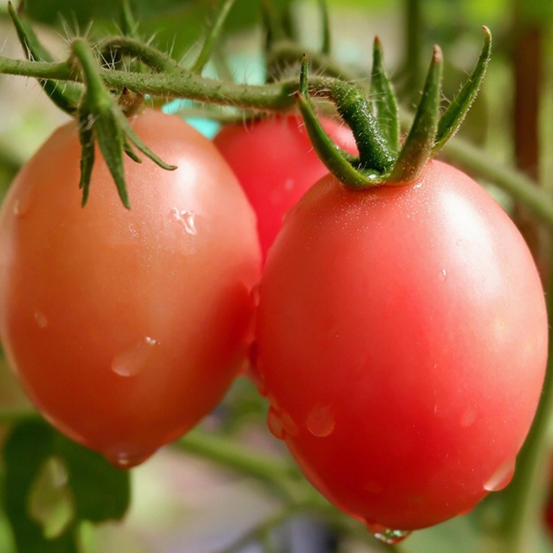 Seme autentičnog tajlandskog paradajza Sida