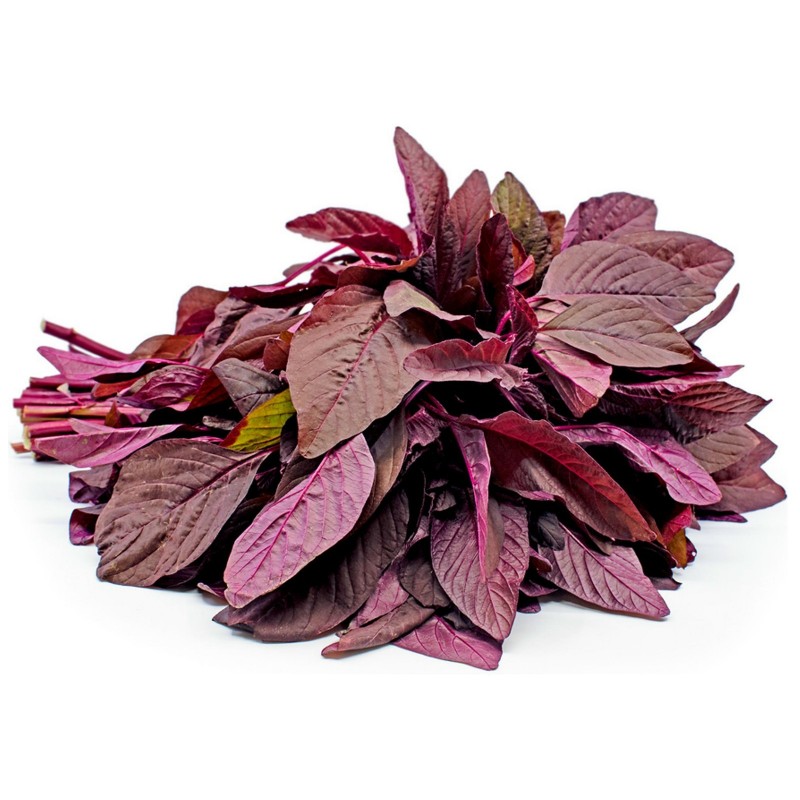 Seme Amaranta Red Garnet (Amaranthus tricolor)