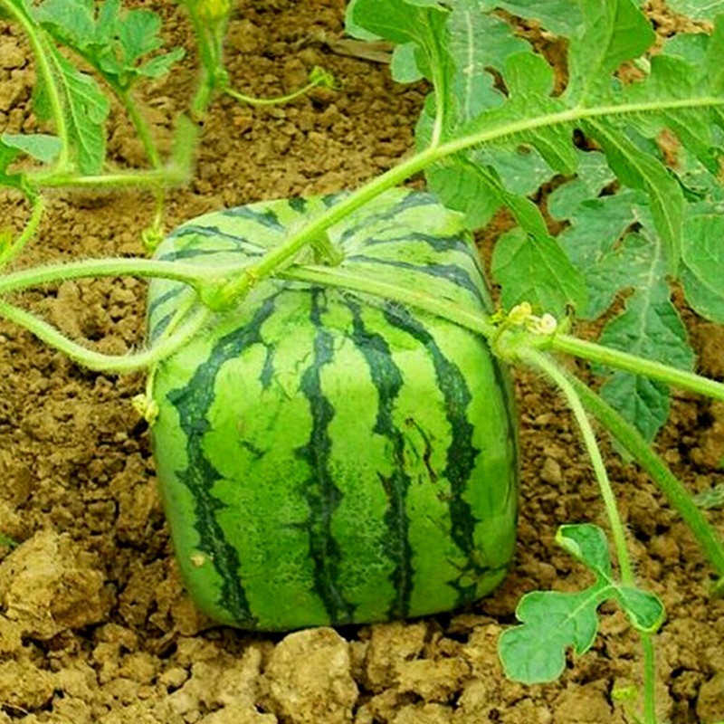 Kako uzgojiti kockastu lubenicu