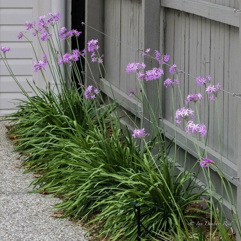 Društveni Beli luk, Society Garlic Seme (Tulbaghia violacea)