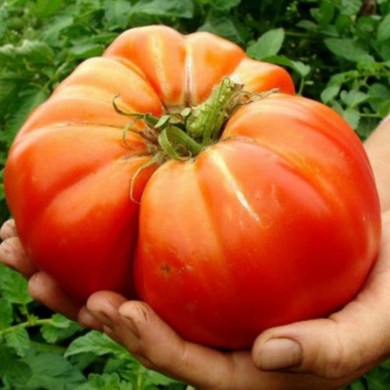 Seme dzinovskog paradajza Brutus