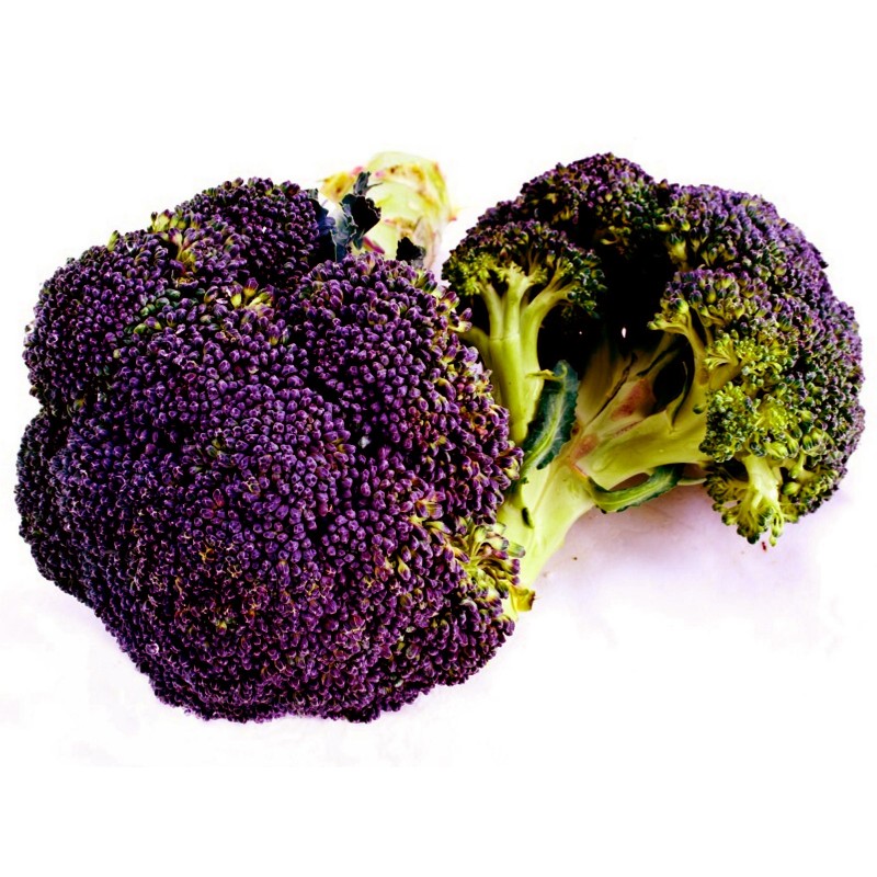Ljubičasti brokoli kalabrese seme Miranda