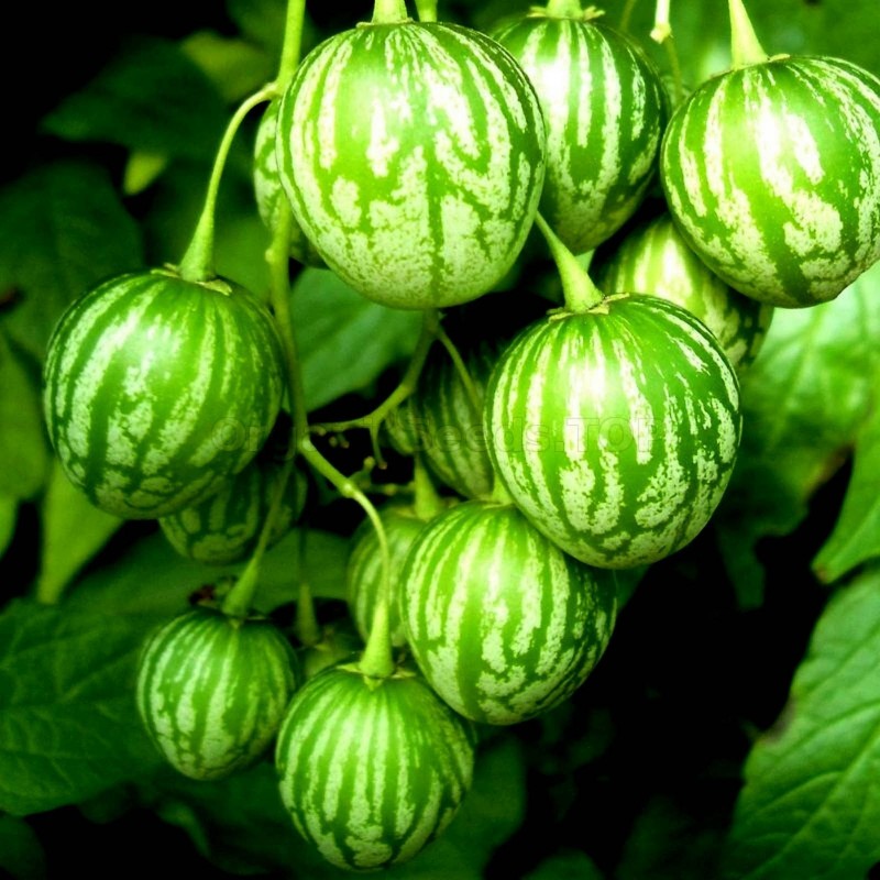 Tzimbalo - Mini Pepino seme (Solanum caripense)