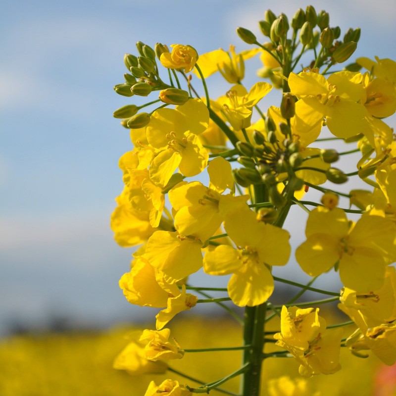 Uljana repica seme (Brassica napus)