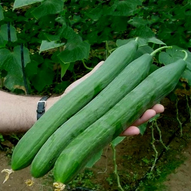 Seme, Sjeme krastavca Lungo Verde degli Ortolani