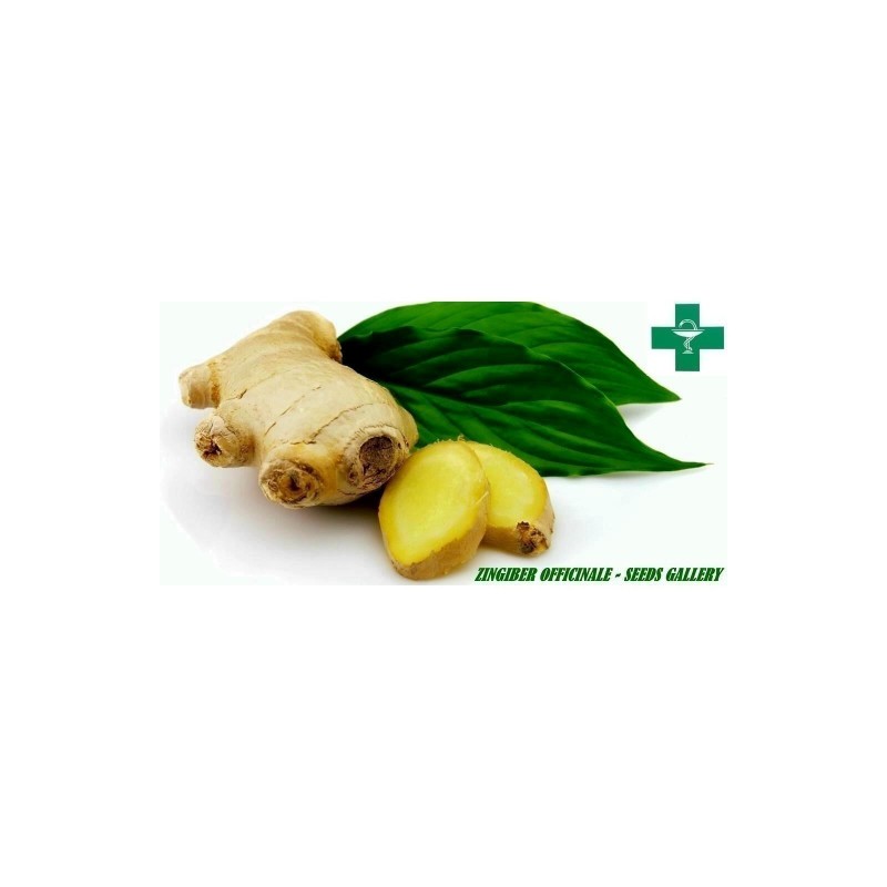 Djumbir Seme (Zingiber officinale)