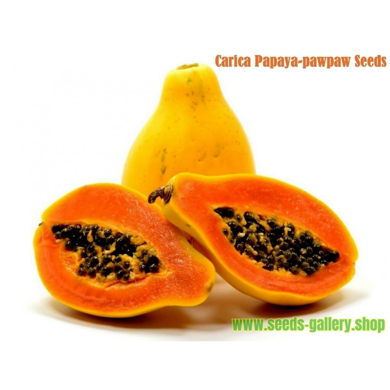Papaja Seme (Carica papaya)