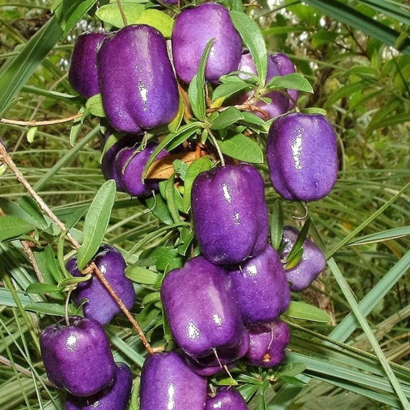 Australijska Ljubicasta Jabuka Seme (Billardiera longiflora)