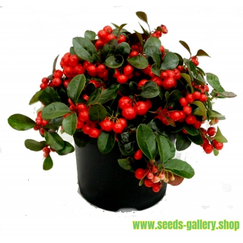 Gaultheria procumbens Seme