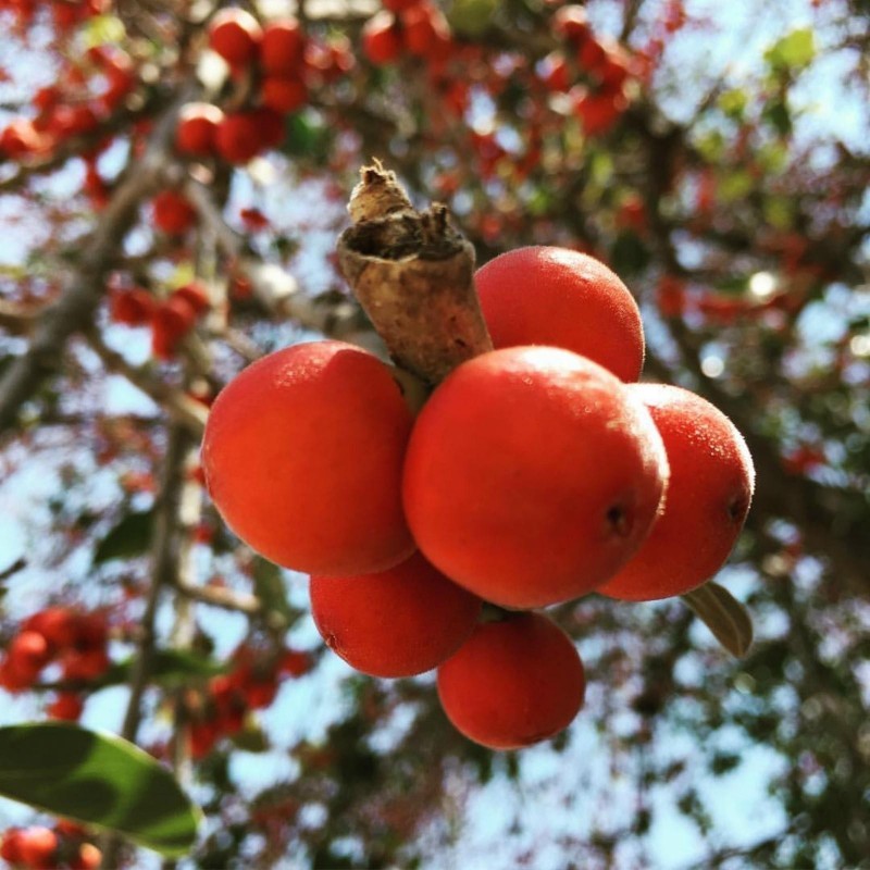 Bengalska Sljiva Seme (Ficus benghalensis)