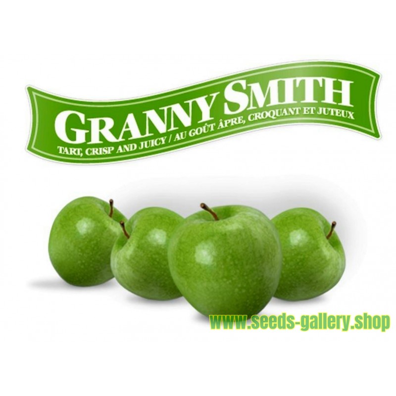 Granny Smith Jabuka Seme (Malus sylvestris)