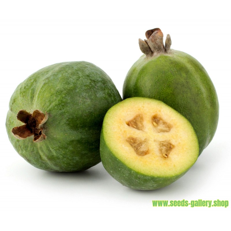 Fedjoja - Feijoa Seme (Acca sellowiana)