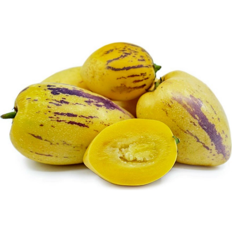 Pepino Seme (Solanum muricatum)