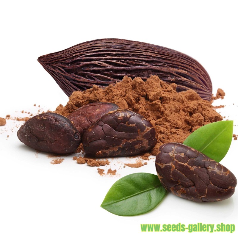 Kakaovac - Kakao Seme (Theobroma cacao)