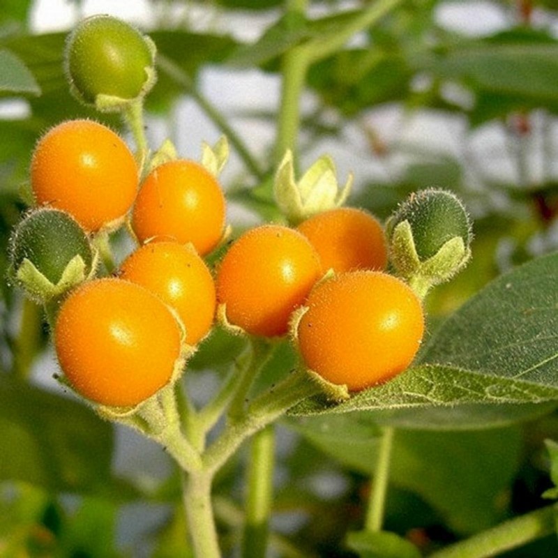 Patuljasti Tamarillo Seme (Solanum abutiloides)