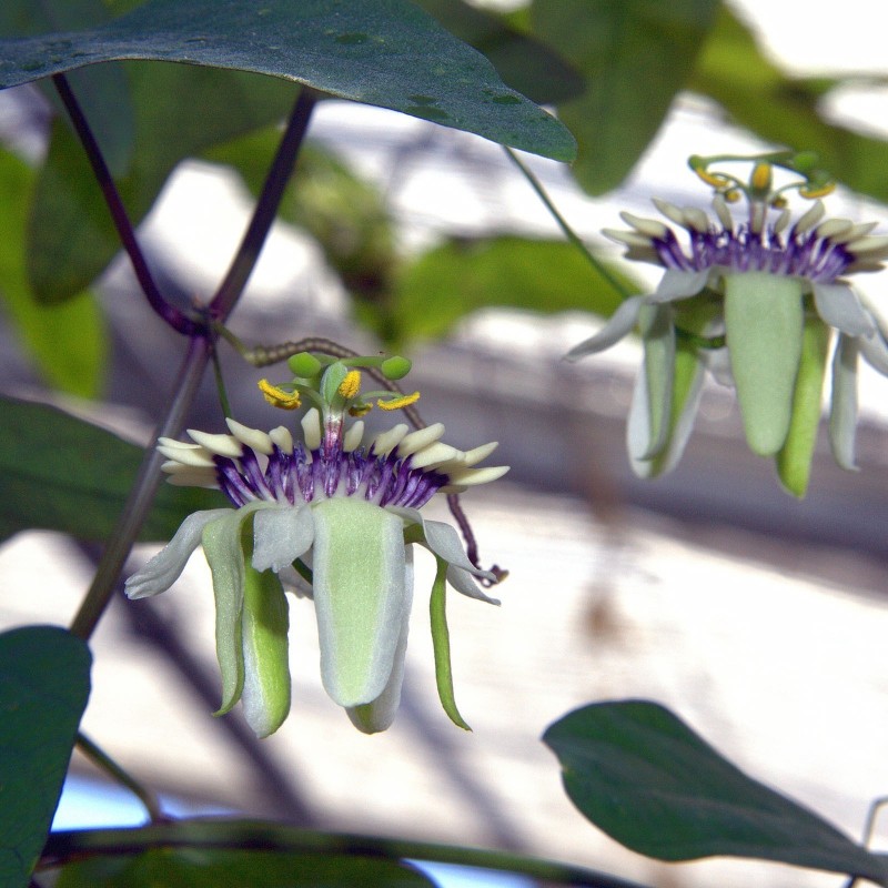 Hristov Venac Seme (Passiflora colinvauxii)