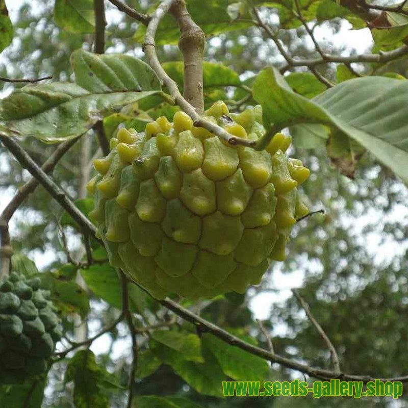 Annona Edulis Seme, Secerna Jabuka