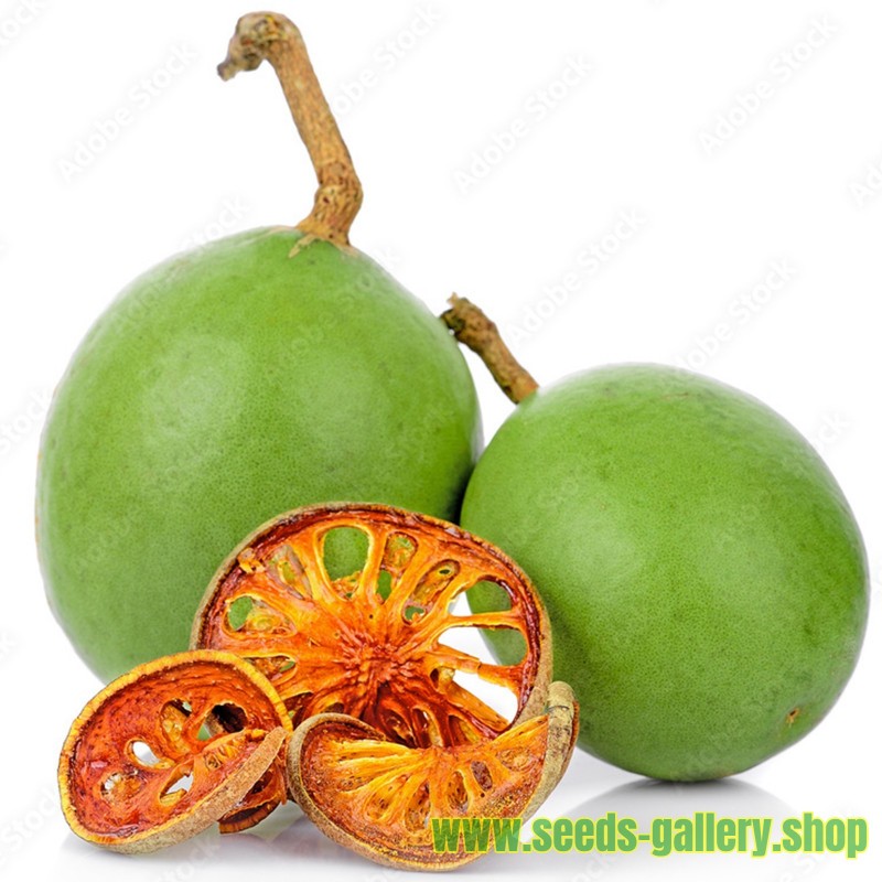 Bengalska Dunja Seme (Aegle marmelos)