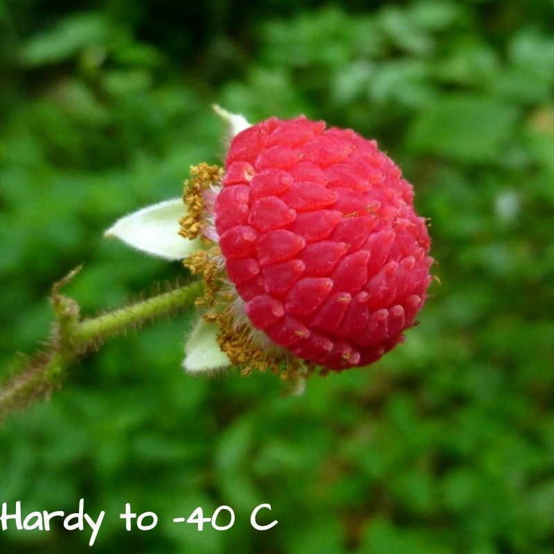 Ljubicasto Cvetna Malina Seme (Rubus odoratus L.)