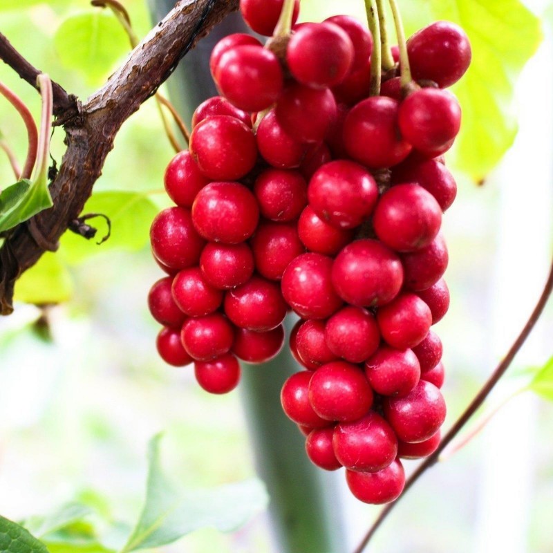 Sisandra Seme - voce sa pet ukusa (Schisandra chinensis)