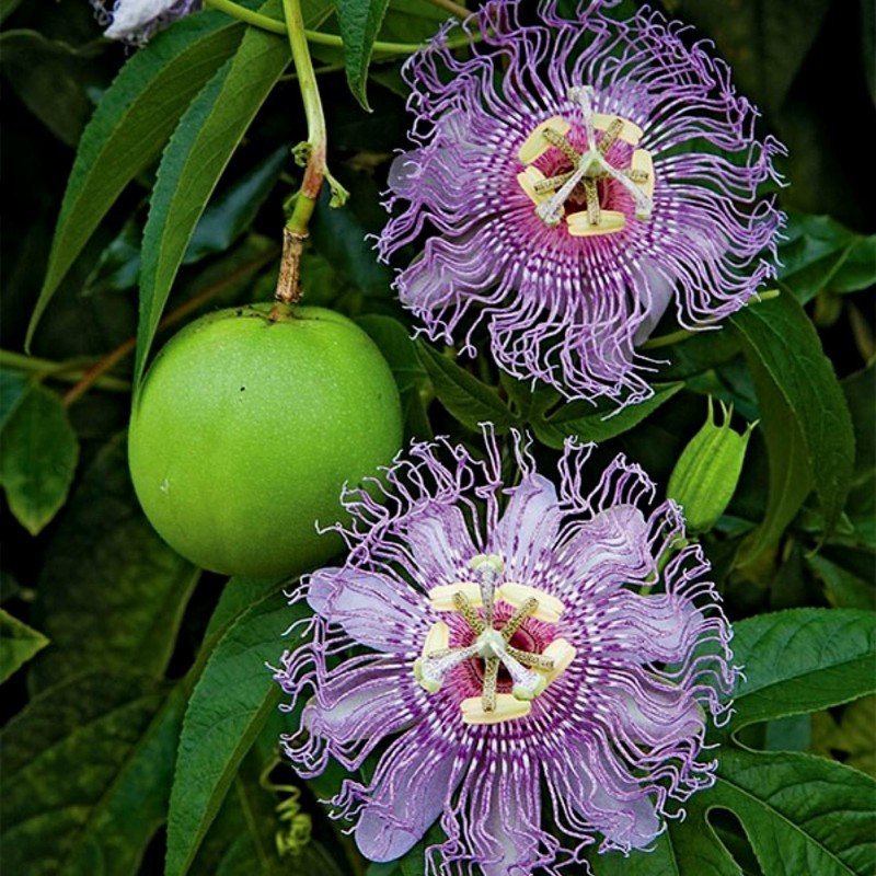 Maypop, Ljubicasta Pasiflora Seme (Passiflora incarnata)