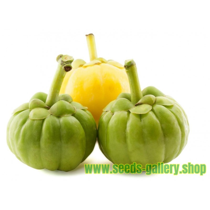 Garcinia Cambogia Seme