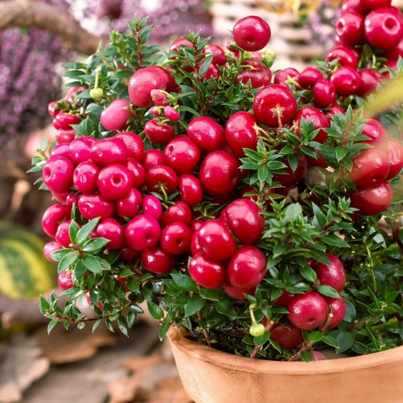 Pernecija - Gaultheria mucronata Seme - Zbun otporan na mraz