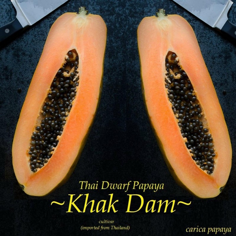 Patuljasta "KAK DUM" Dugacka Papaja Seme (Carica papaya)